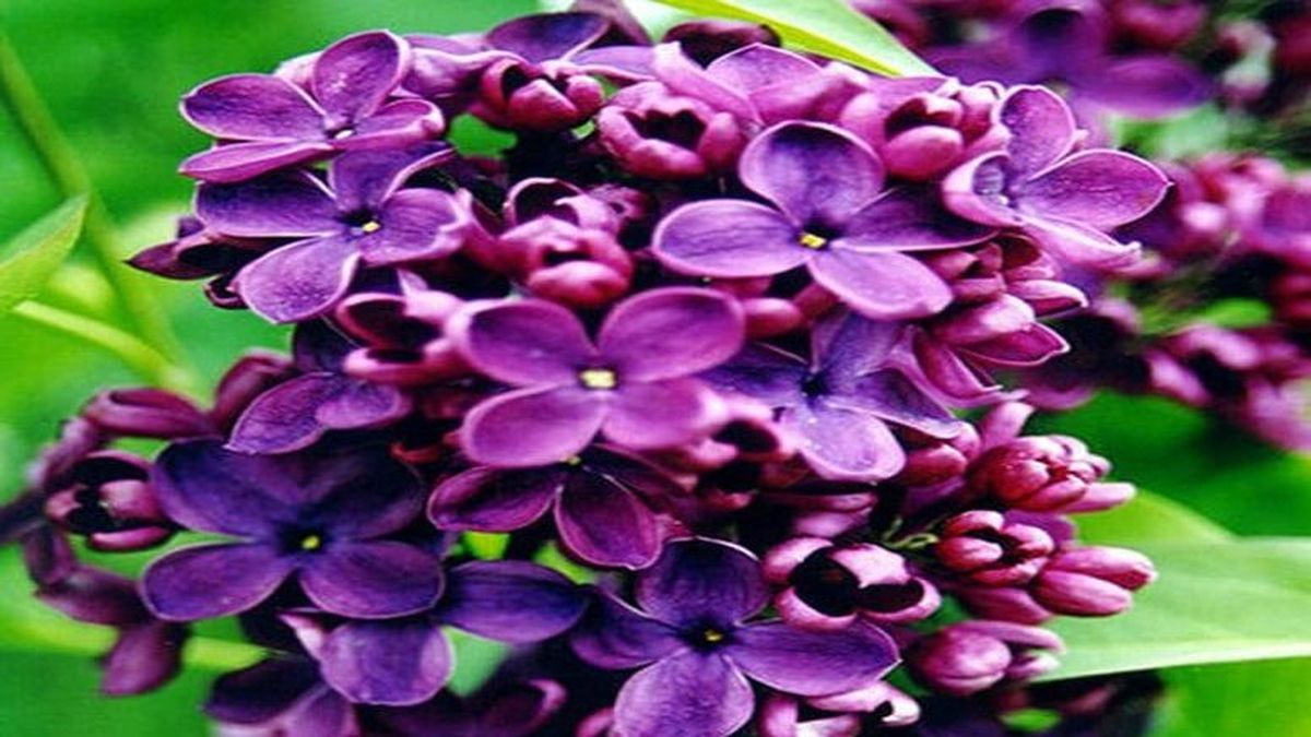 ¿Qué significa el color lila en psicología?