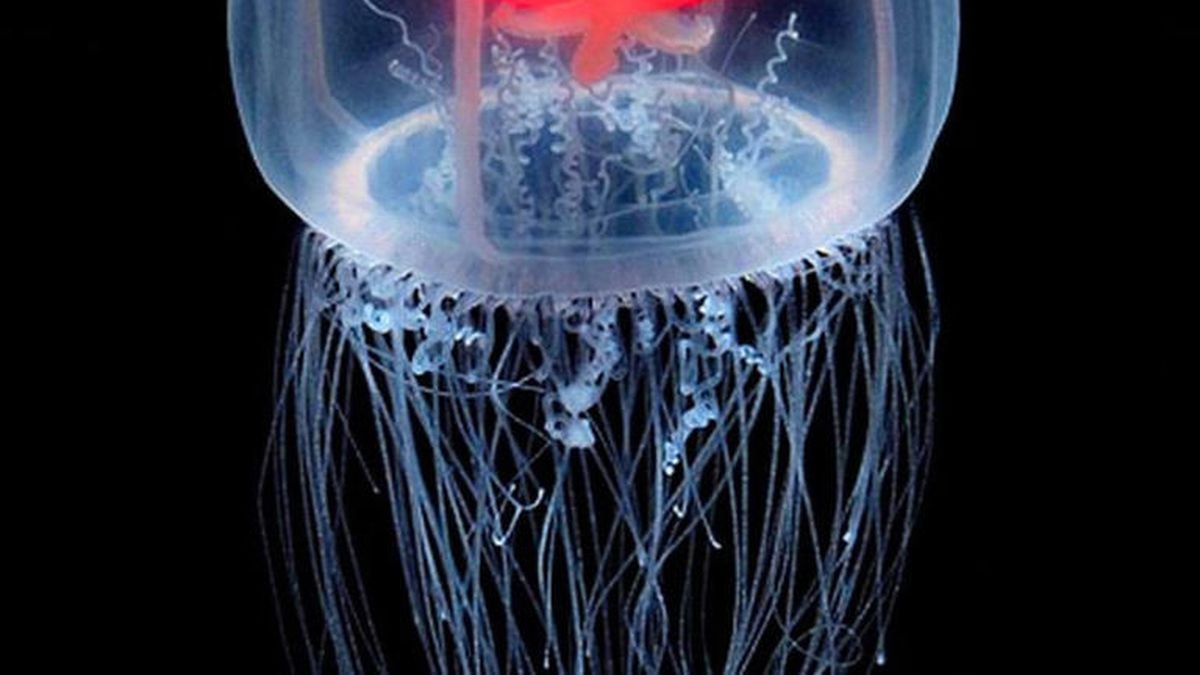 Medusa inmortal: científicos mapean su código genético