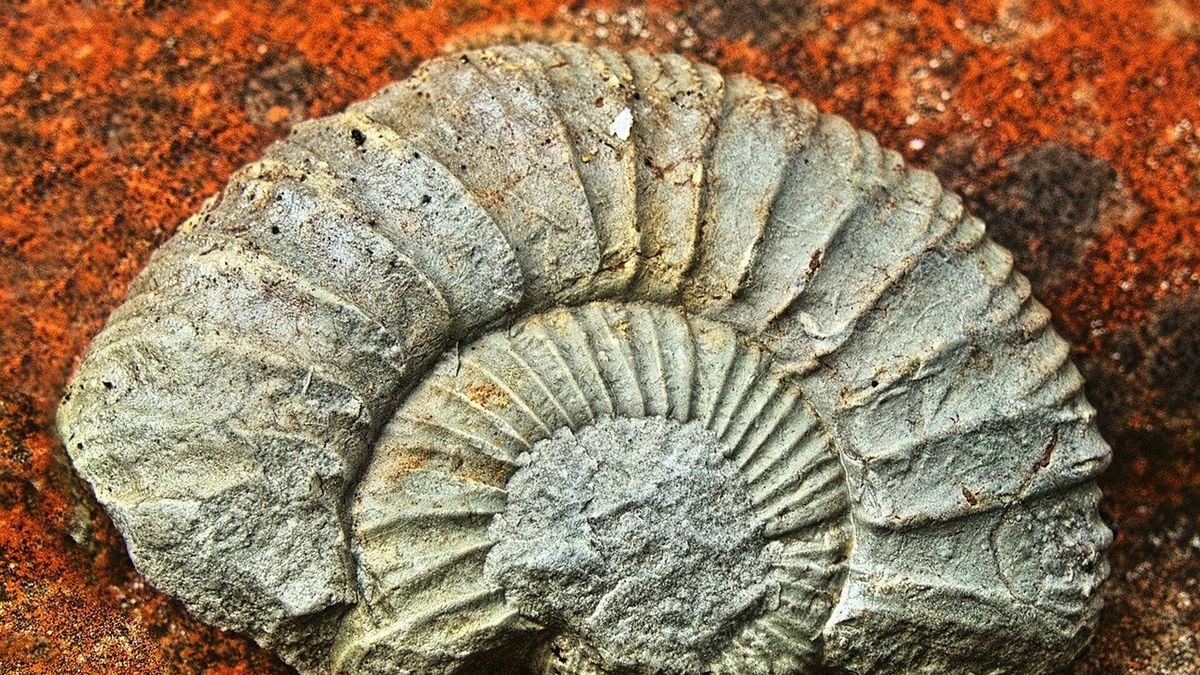 Fósiles revelan el origen de una extraña forma de vida