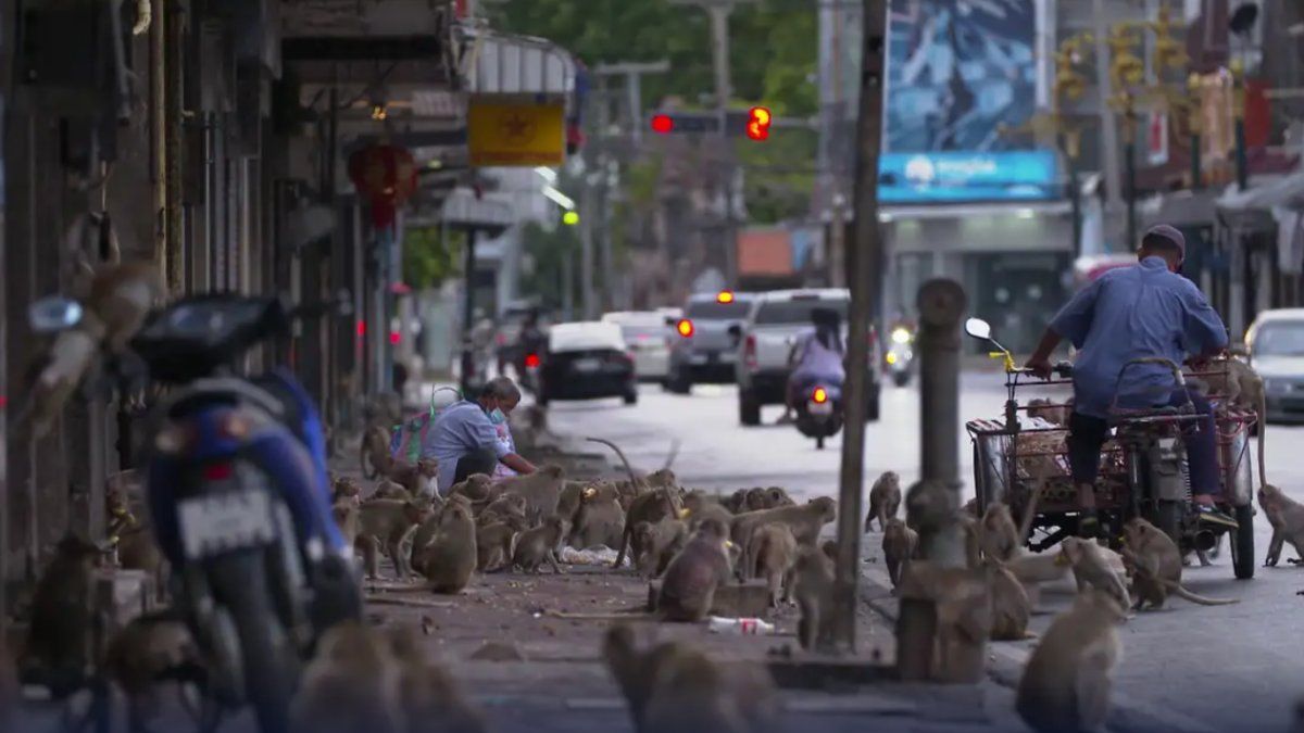 monos - Caras y Caretas
