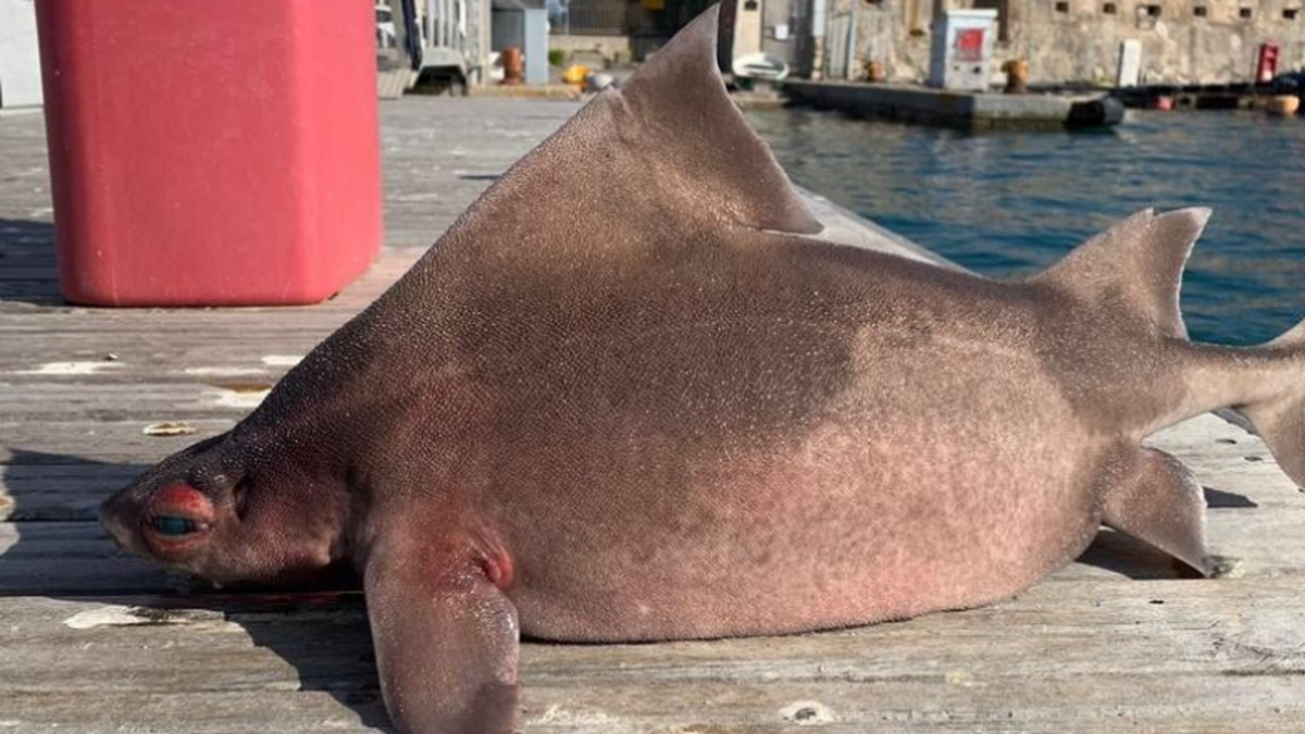 Un tiburón enano con cara y ruidos de cerdo