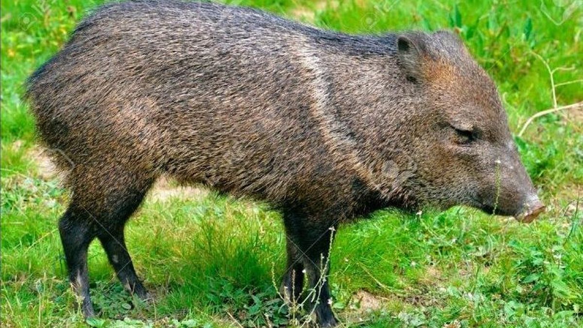 Se introdujo una nueva especie en Uruguay, el pecarí