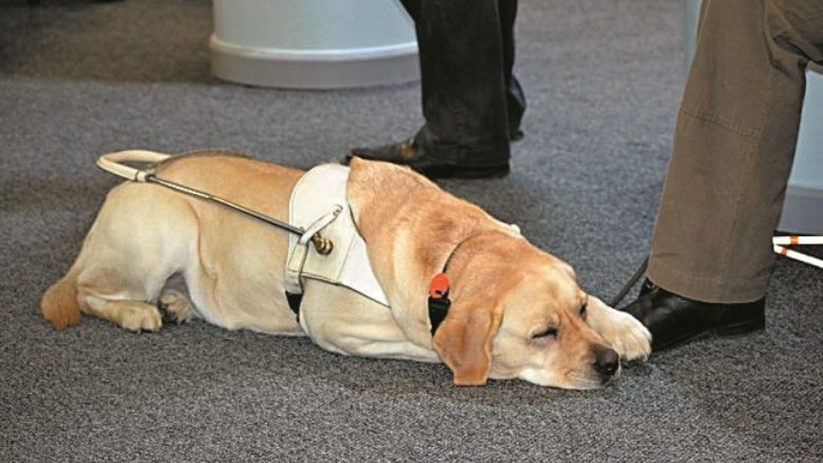 Presentación sobre perros guías: El BPS promueve la inclusión a todo nivel