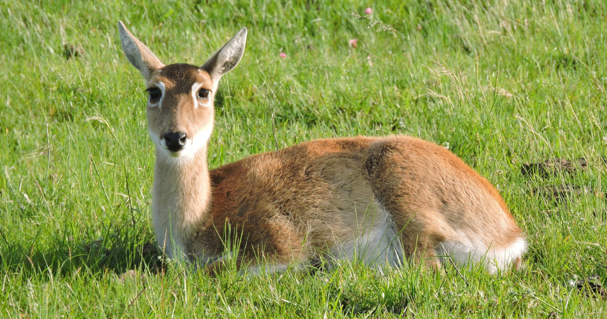 Campaña para proteger al venado de campo agita las redes