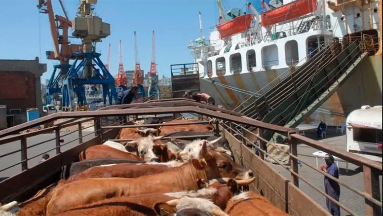 Protectoras de animales enviaron carta a Yamandú Orsi por miles de ...