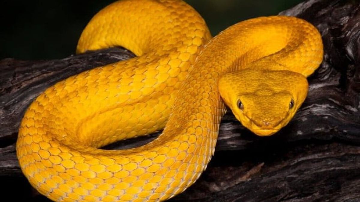 Descubren que el veneno de esta serpiente detiene el sangrado de heridas