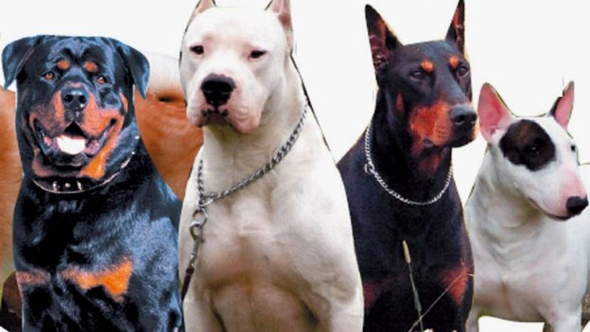 Identificarán y castrarán a 6.000 perros en Canelones