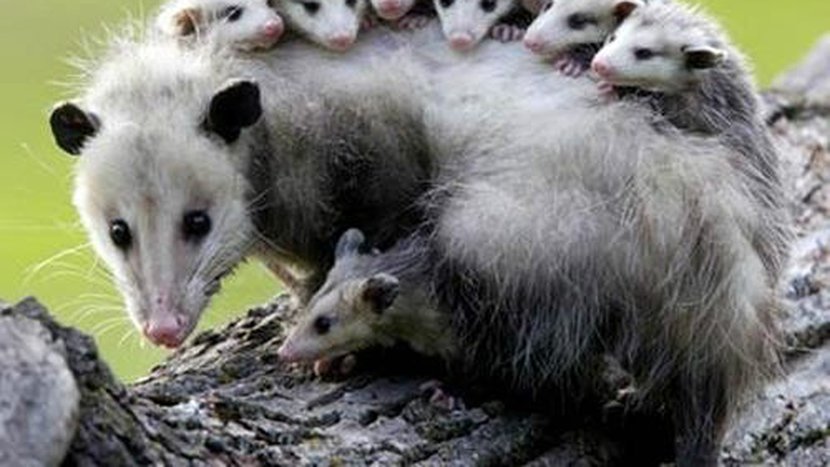 Comadreja: un marsupial bueno con mala prensa